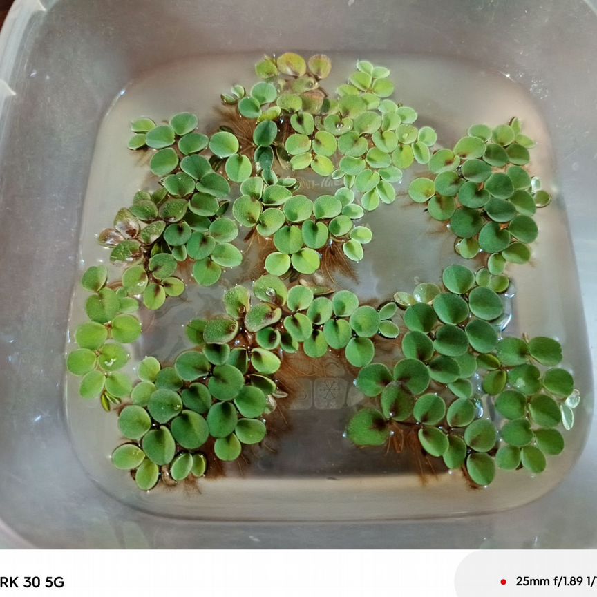 Аквариумное верхоплавное растение