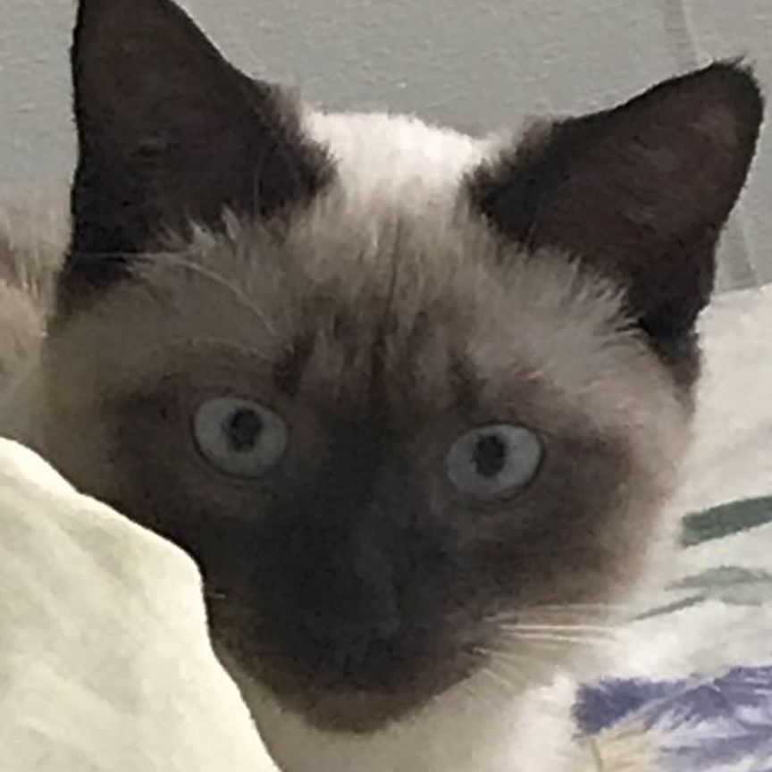 Кот вязка сиамец