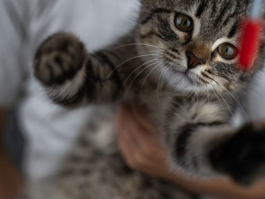 Красавчик котенок 3 месяца