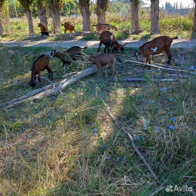 Альпийские козы