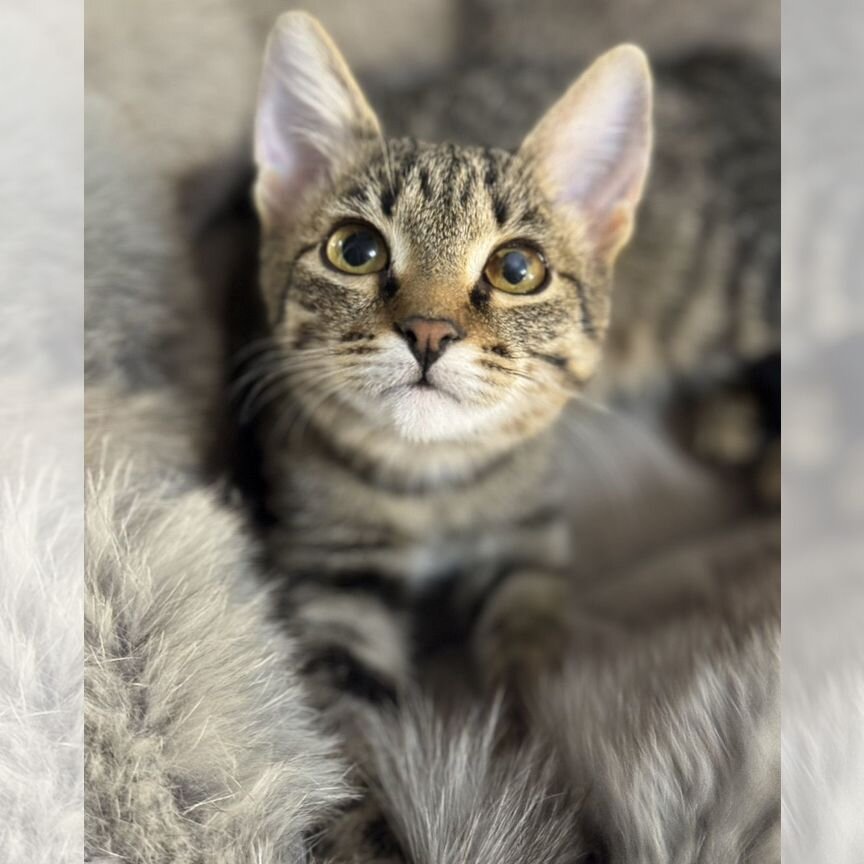Котенок в добрые руки