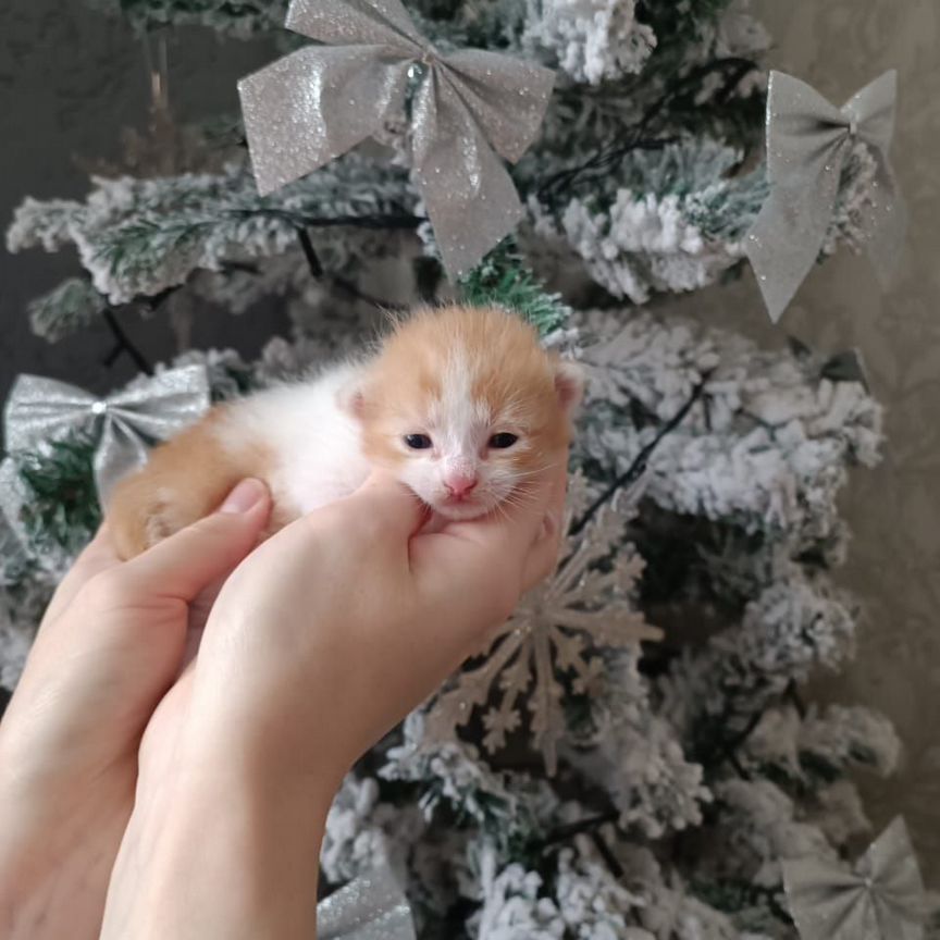 Котики манчкин