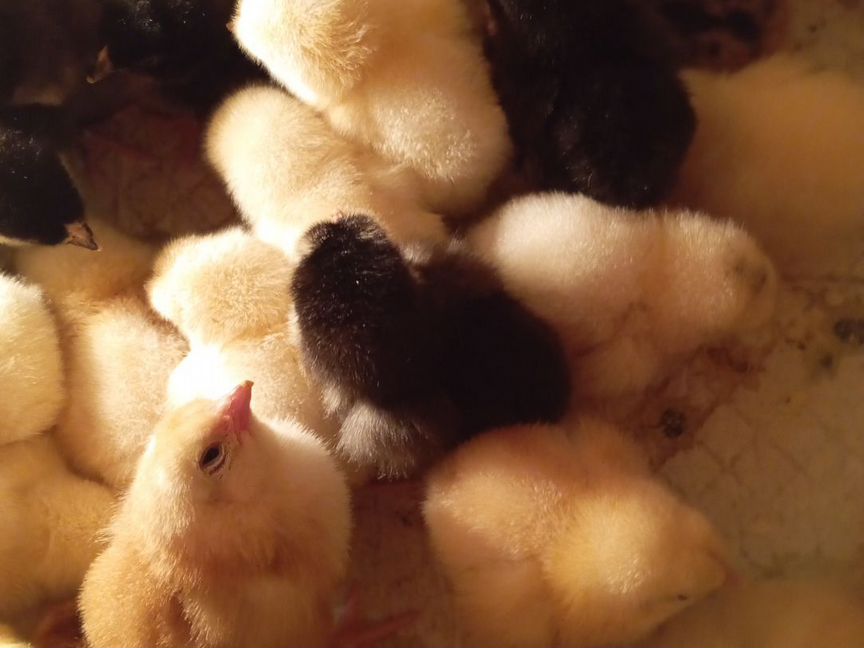 Цыплята суточные несушки
