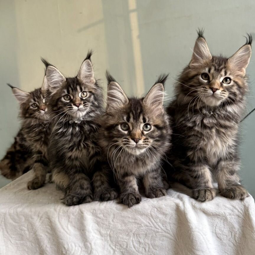 Мейн-кун котёнок