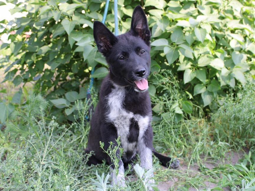 Отдам в Добрые руки (дворняга, 3мес.)