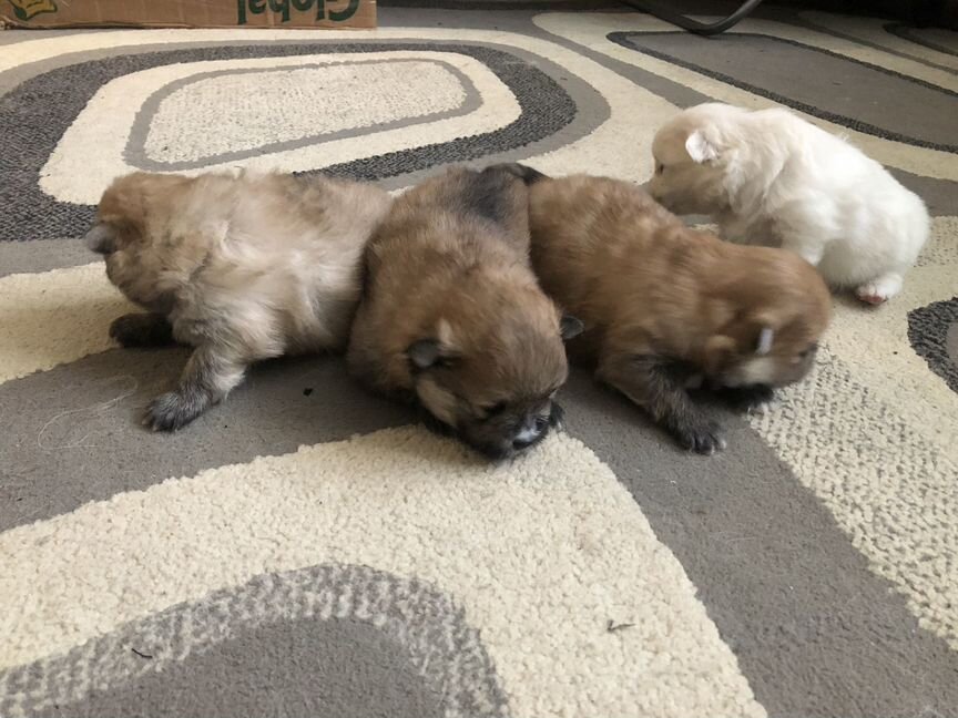 Щенки шпица