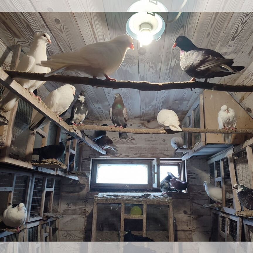 Голуби домашние