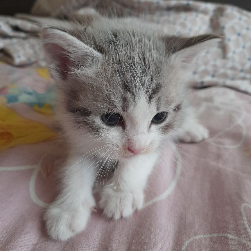 Котята полусиамские