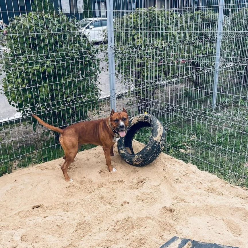 Отдам в добрые руки хорошую собаку