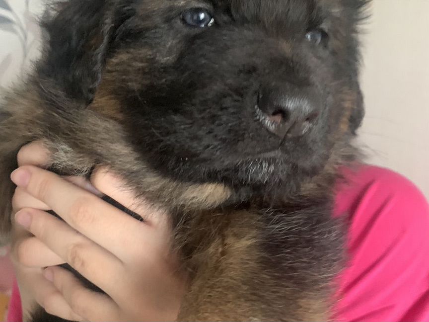 Шикарные Немчики