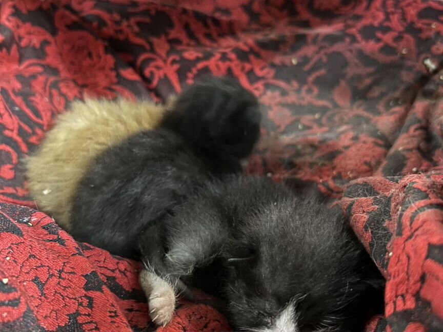 Котята и кошки в добрые руки