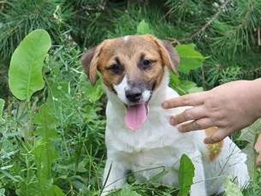 Пупсики. Щенки Джек Рассел терьера