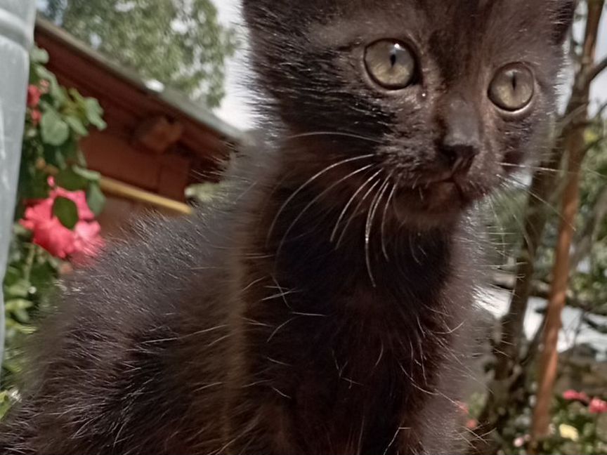 Очень важный кот, ждёт семью