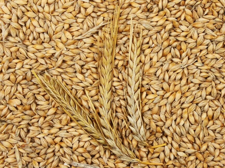 Зерно ячмень