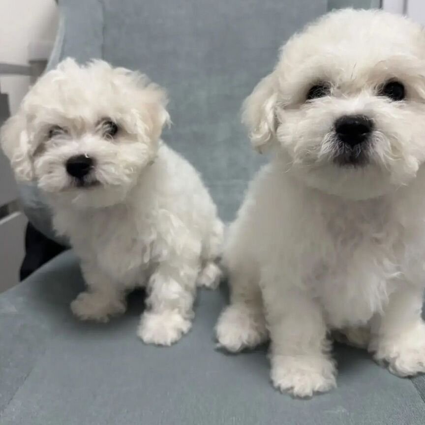 Бишон фризе, щенок