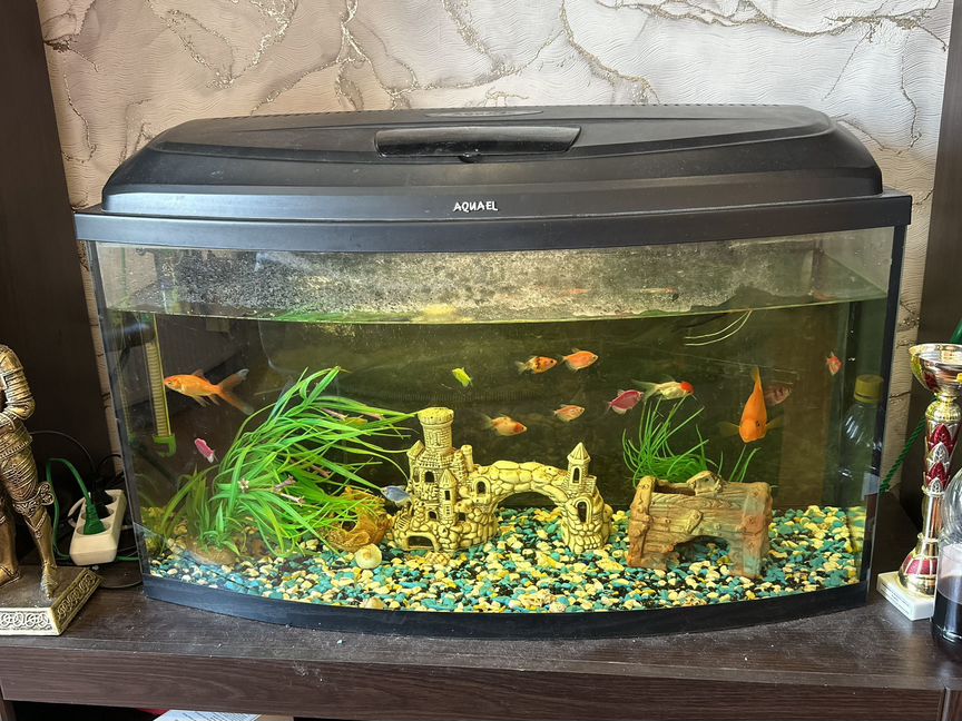 Рыбки для аквариума