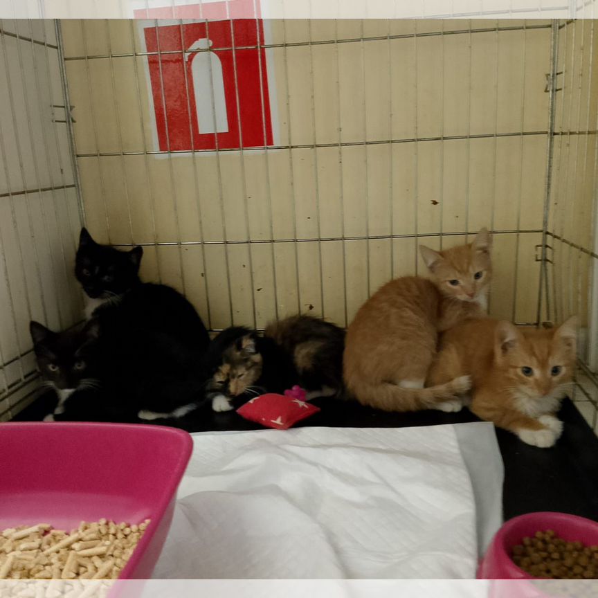 Малыши в добрые ручки