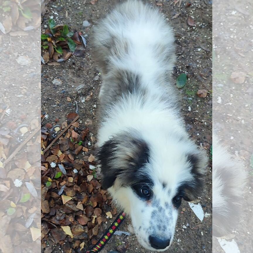 Щенок московской сторожевой