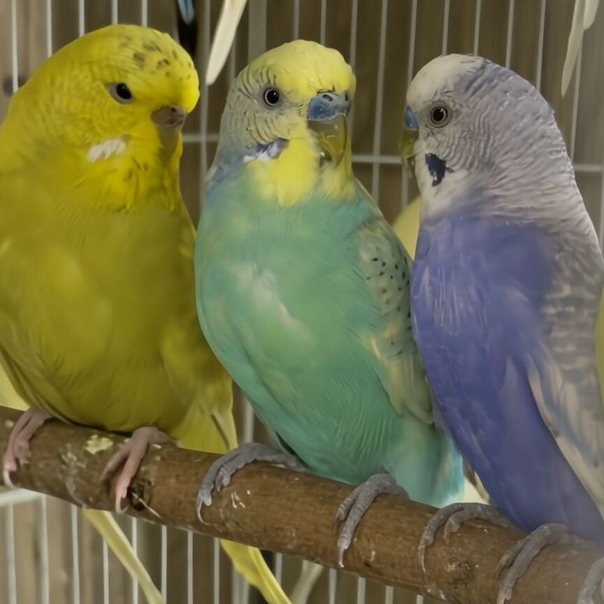 Попугай волнистый разводные пары