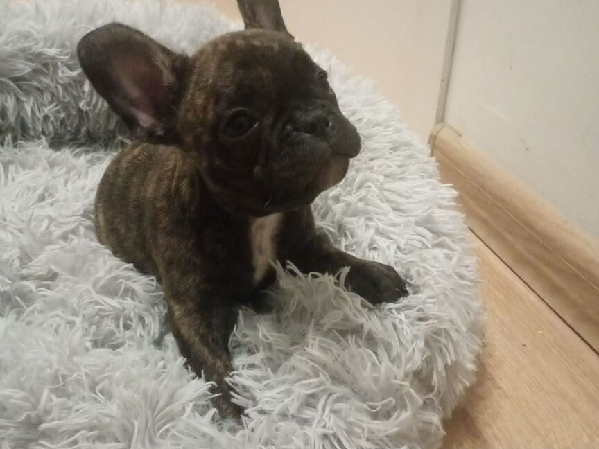 Французский бульдог щенки