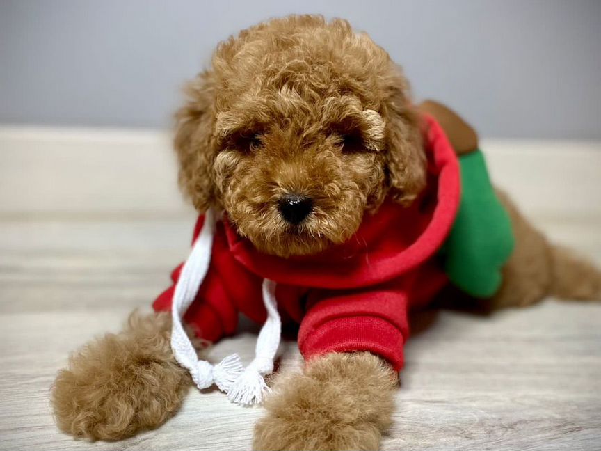 Мальтипу f2 mini