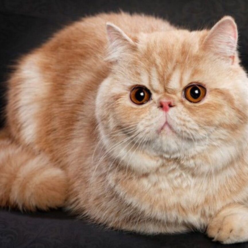 От породистых родителей котята экзоты мальчики 2 м