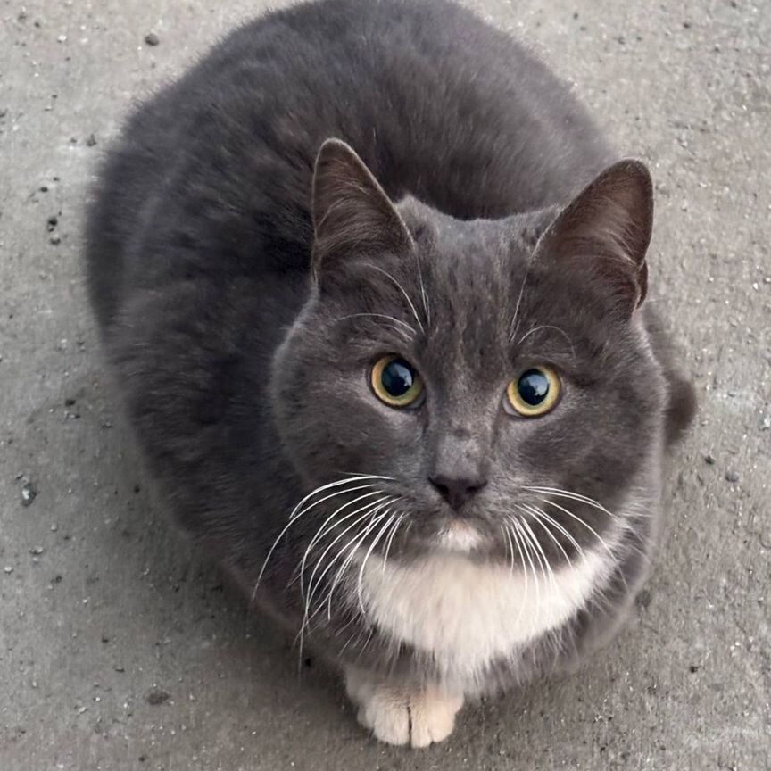 Британский короткошёрстный кот, взрослый