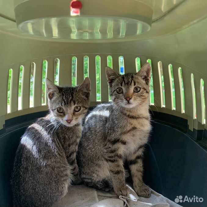Котята (мальчик поменьше и девочка побольше)