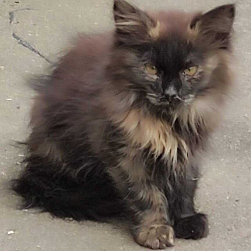 Кошечка в добрые руки котенок