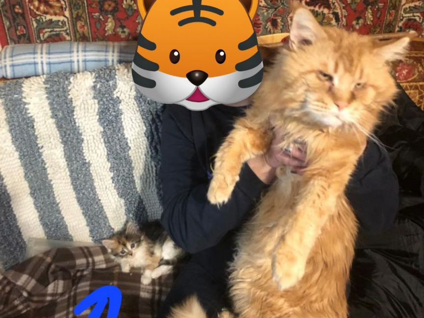 Мейн-кун полукровки