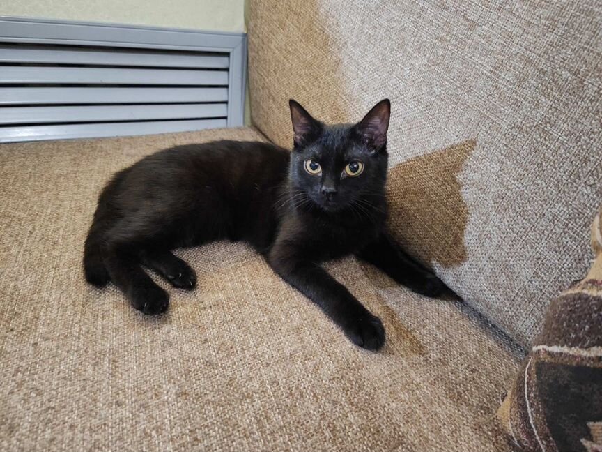 Котёнок Мотя ищет дом