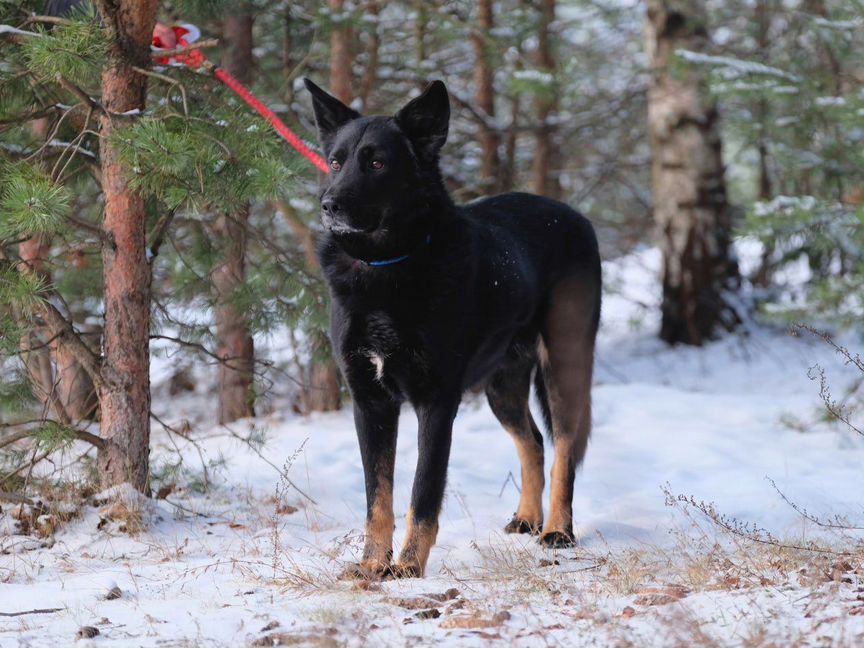 Шикарный пес ищет дом