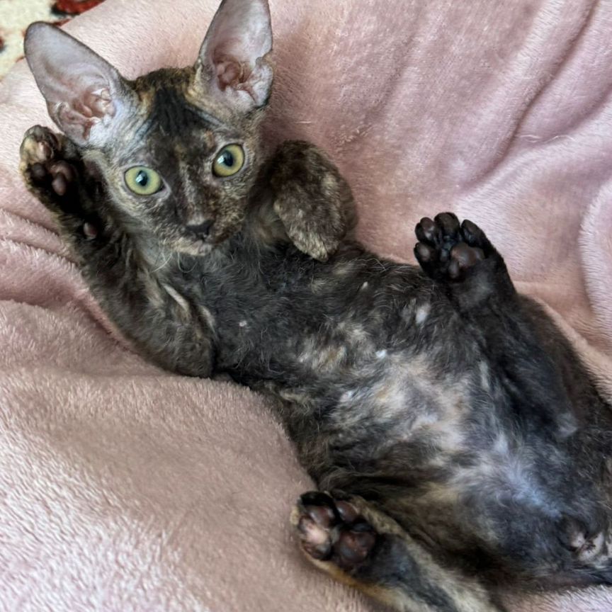 Котенок донского сфинкса