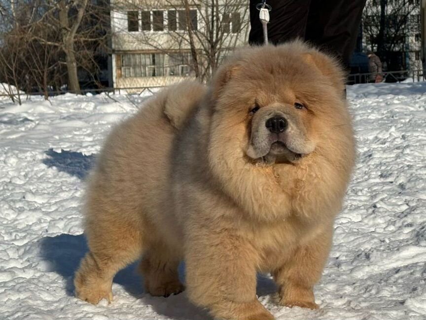 Чау-чау