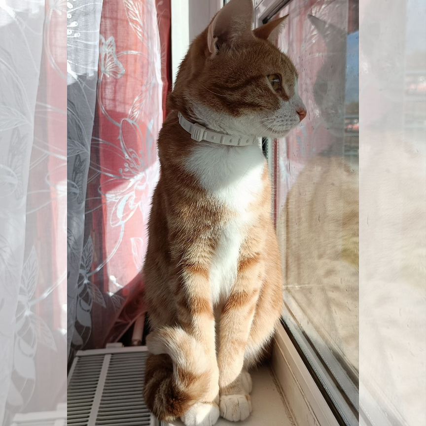 Взрослый кот в добрые руки