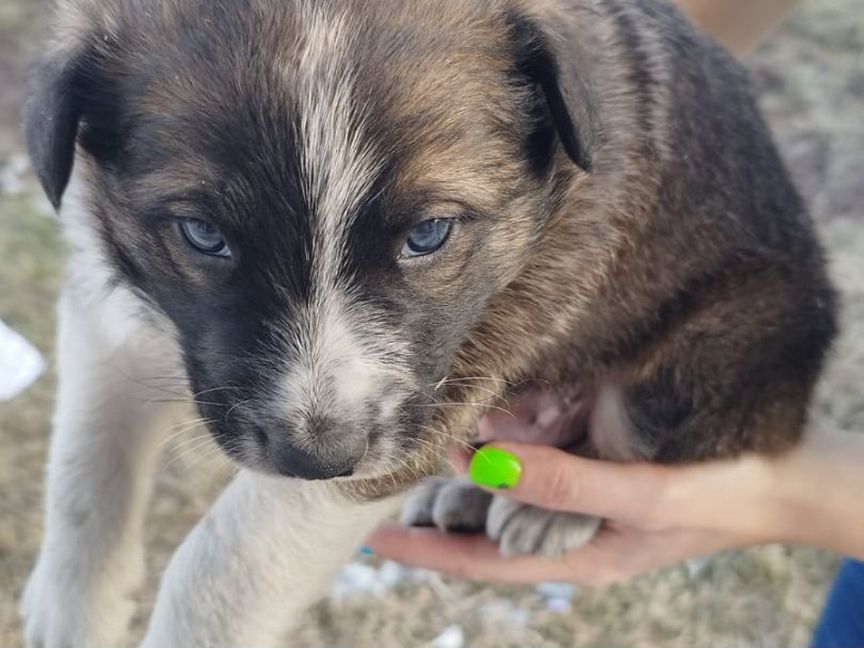 Щенок мальчик