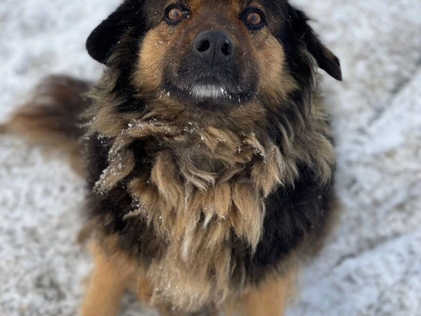 Собачка в Дар