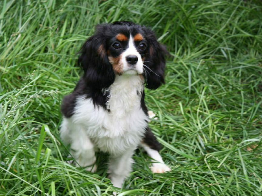 Кавалер Девочка