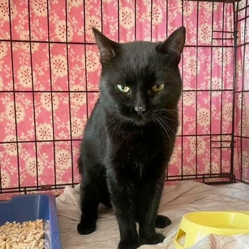 Котик в приюте мес 10 ему