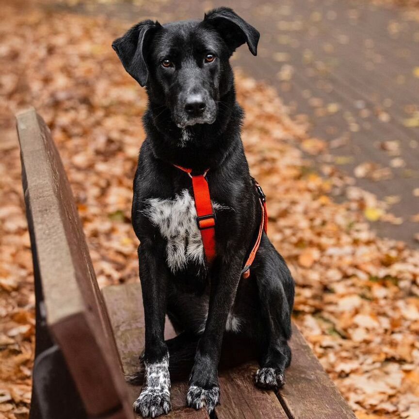 Взрослая собака в добрые руки