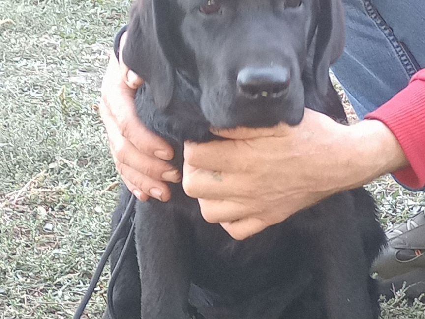 Щенки лабрадора из питомника