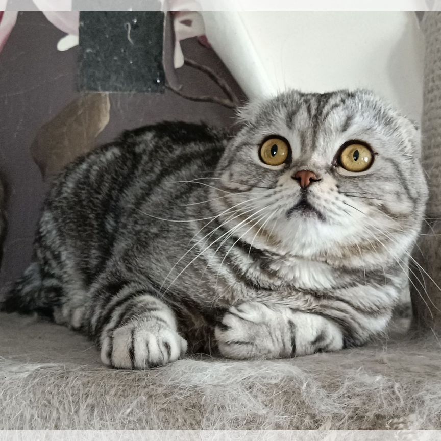 Шотландский вислоухий короткошёрстный, взрослый кот