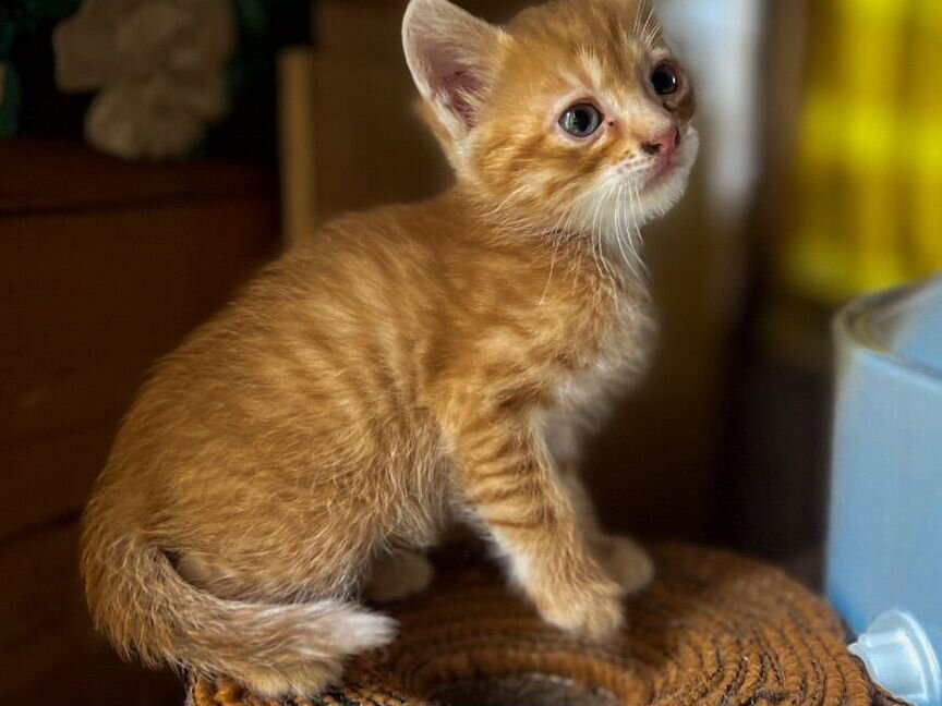 Прекраснейшие котята