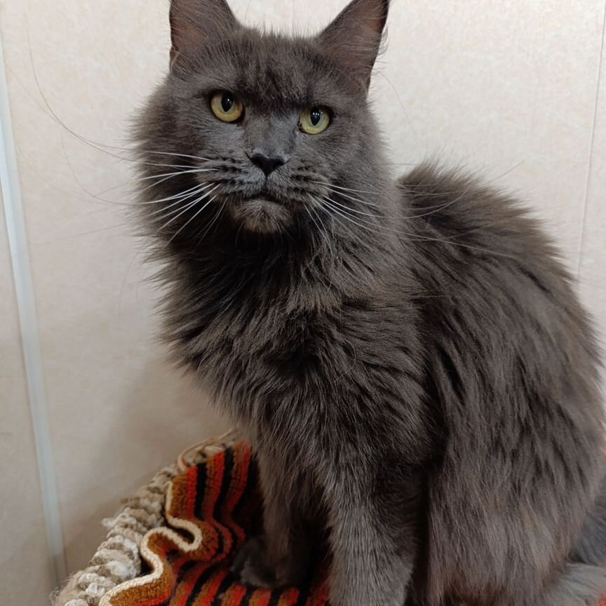 Мейн кун кошка