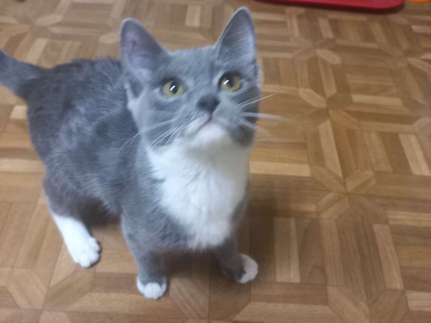 Кошка 4-5 месяцев