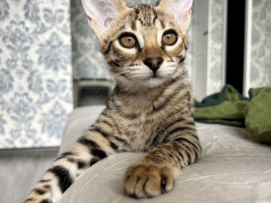Котики саванна ф2