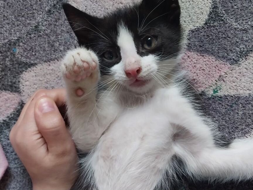 Кошка