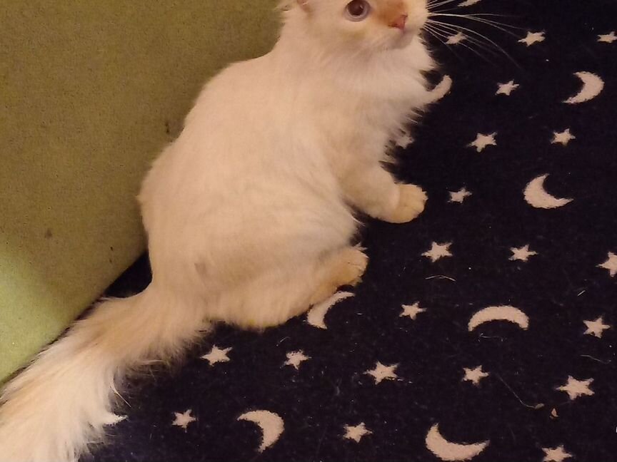 Кот в добрые руки