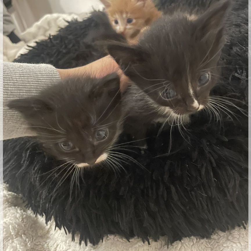 Отдам бесплатно котят