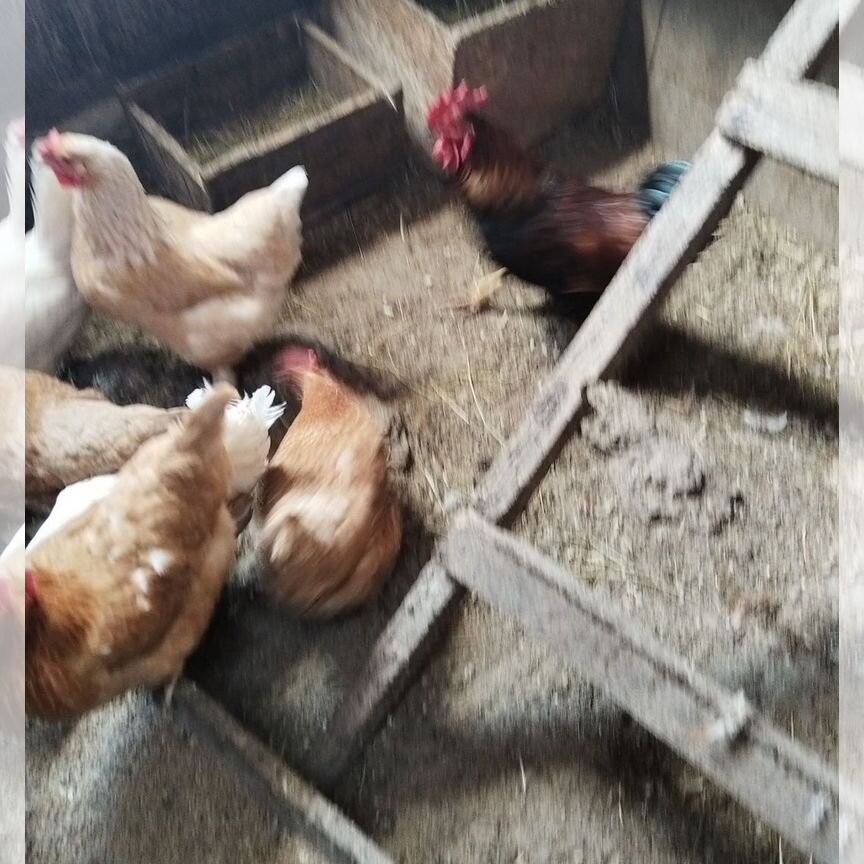 Петух молодой домашний